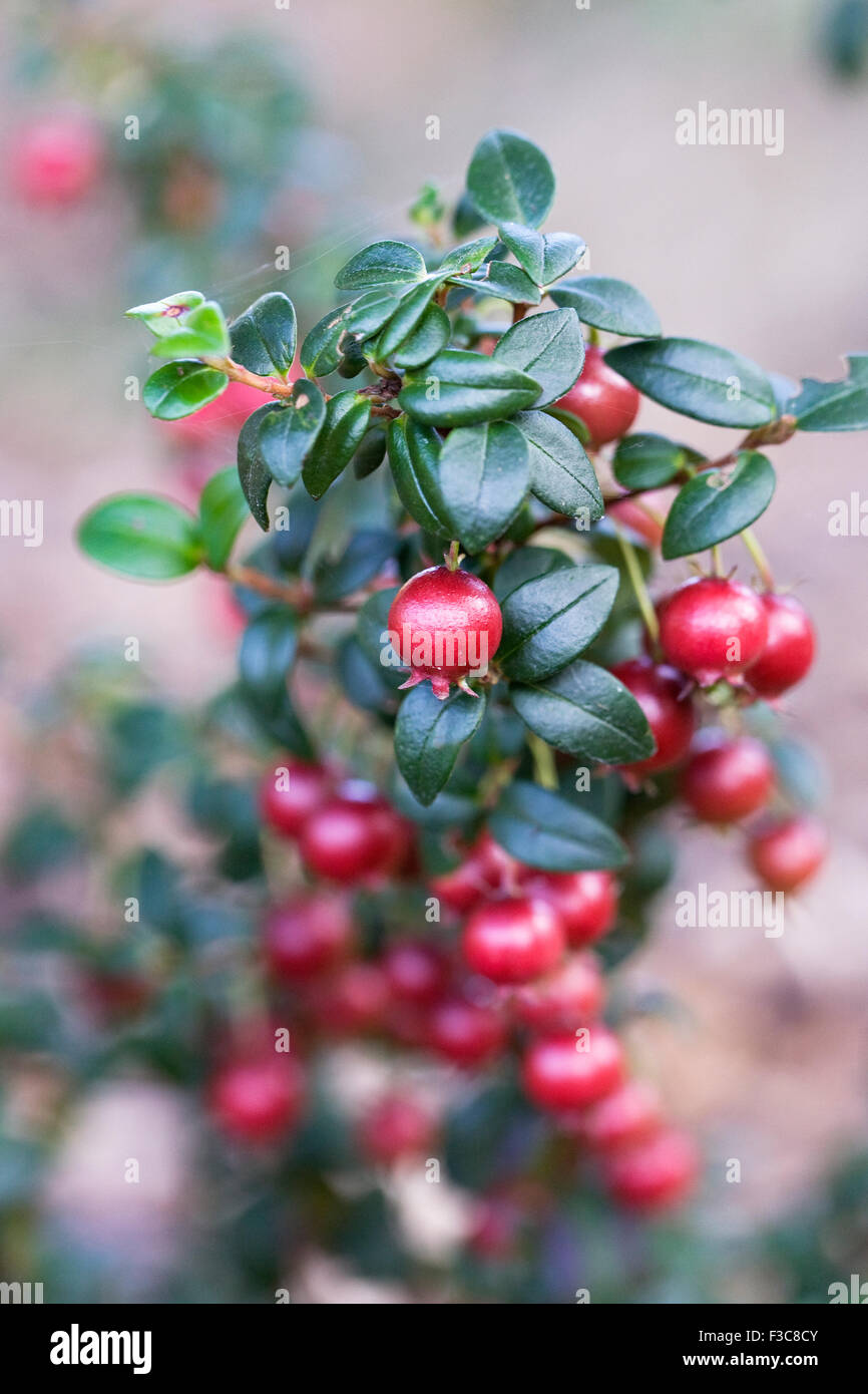 Ugni molinae berries in Autumn Stock Photo - Alamy
