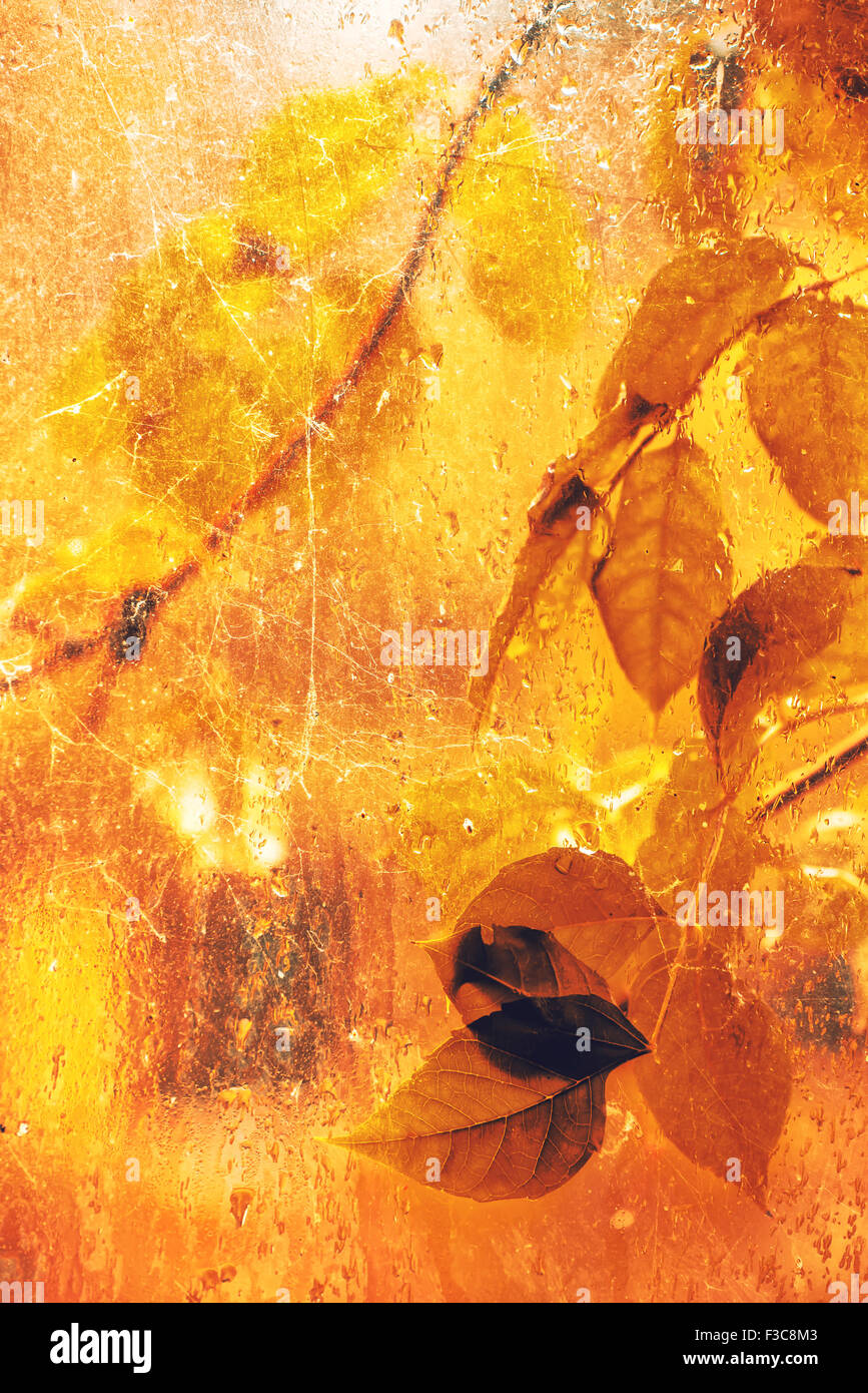 Tree branches on rainy window pane, autumn season background Stock ...