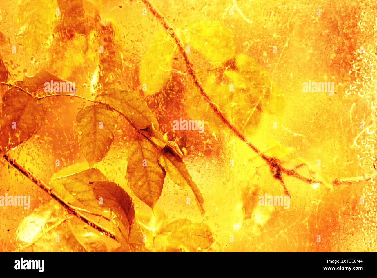 Tree branches on rainy window pane, autumn season background Stock ...