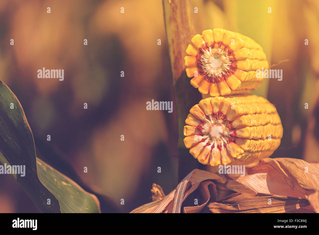 Corn cross section hi-res stock photography and images - Alamy