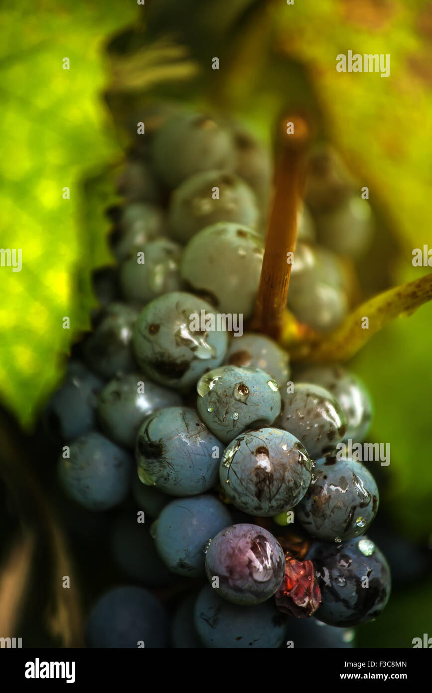 Rain close hi-res stock photography and images - Alamy