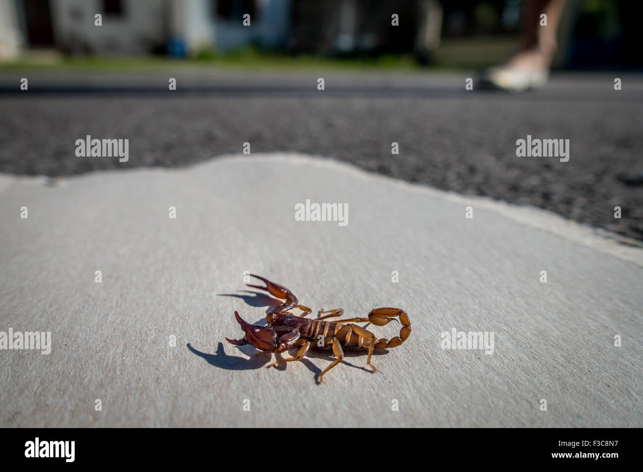 Scorpion attack hi-res stock photography and images - Alamy