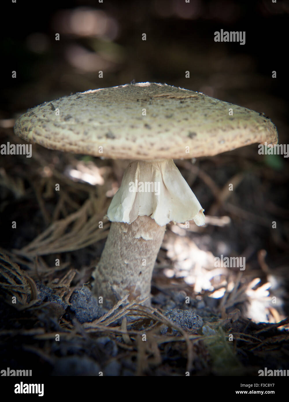 Agaricus hi-res stock photography and images - Alamy