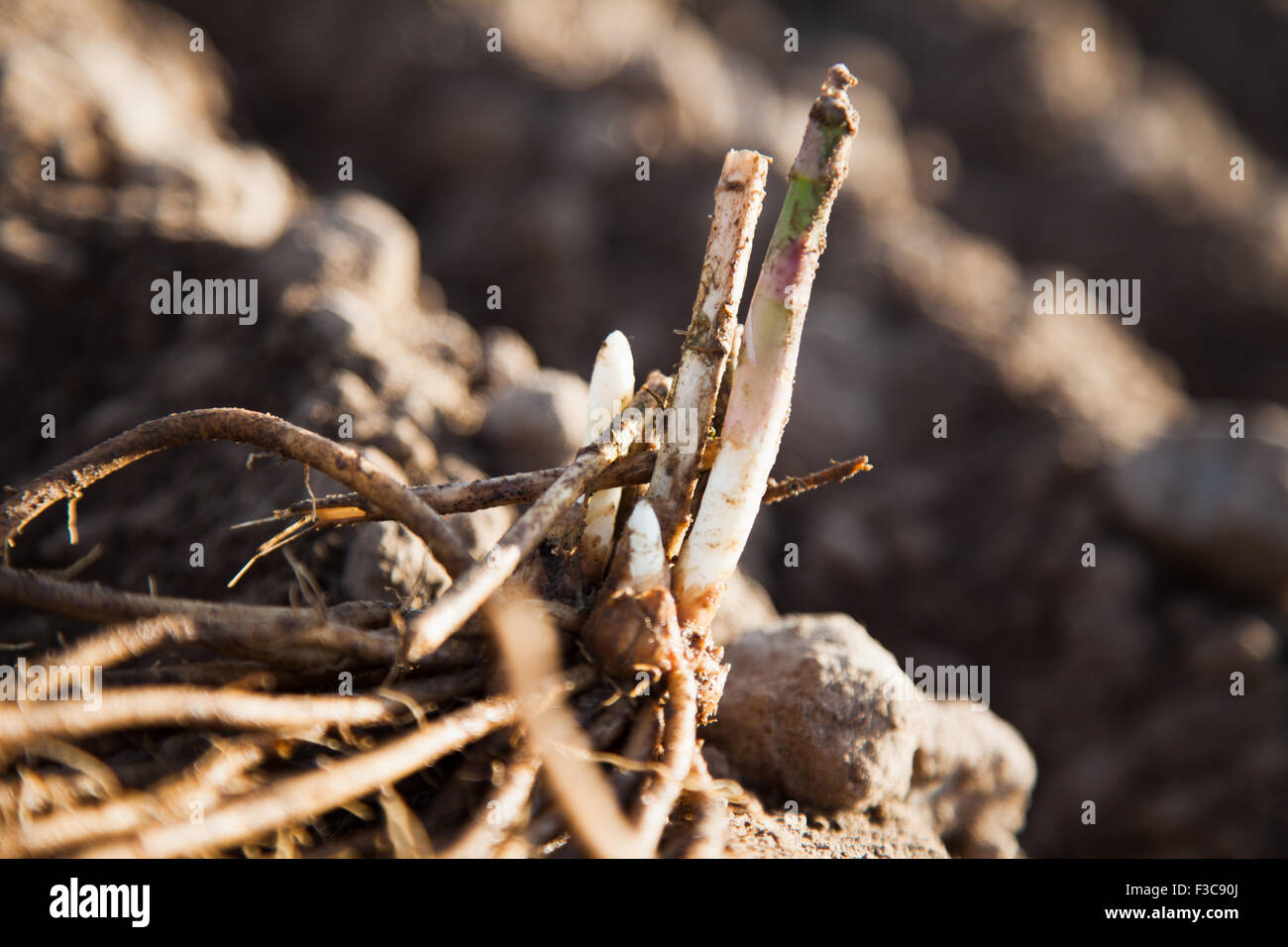 Asparagus root hi-res stock photography and images - Alamy