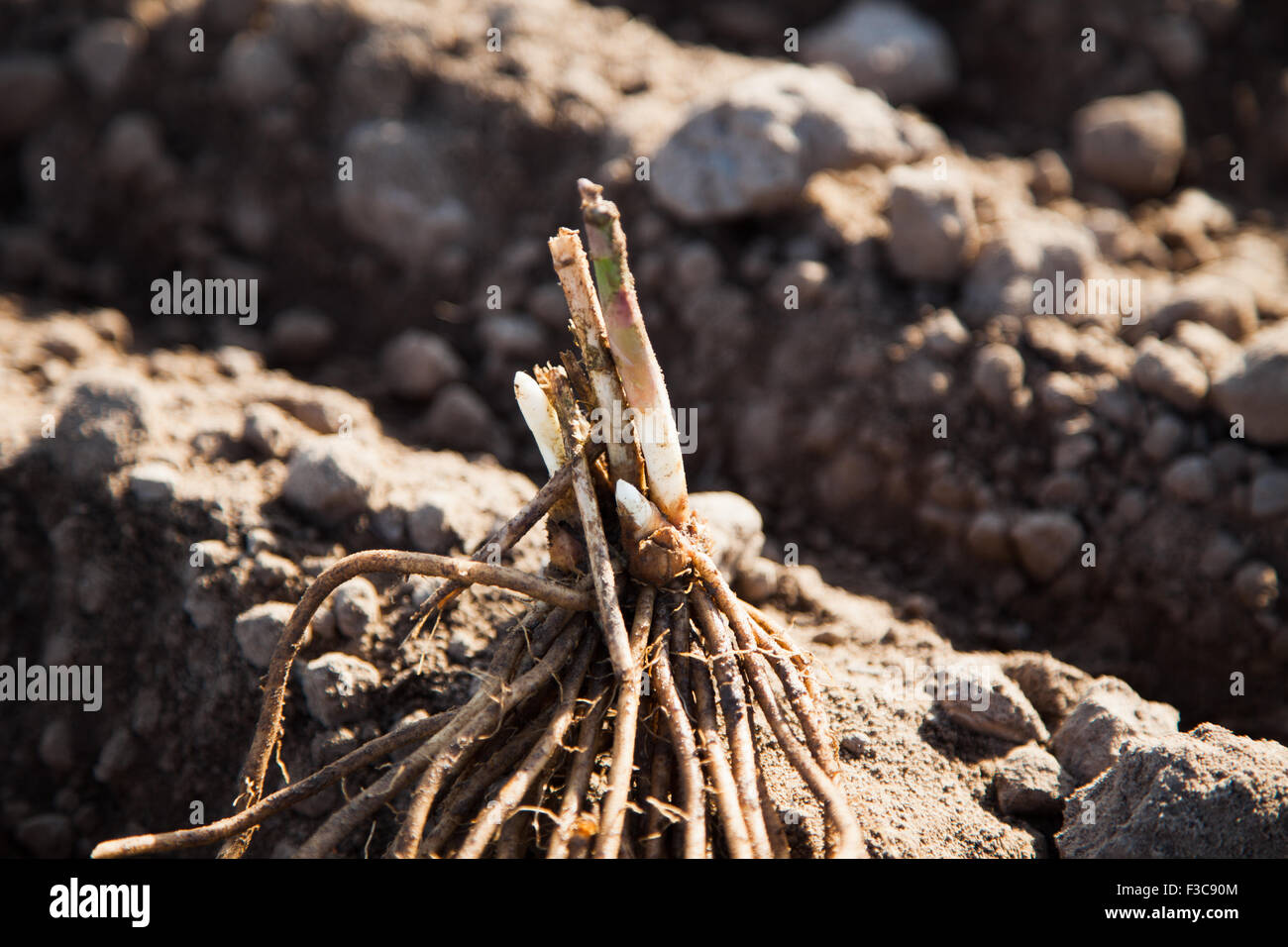 Asparagus root hi-res stock photography and images - Alamy