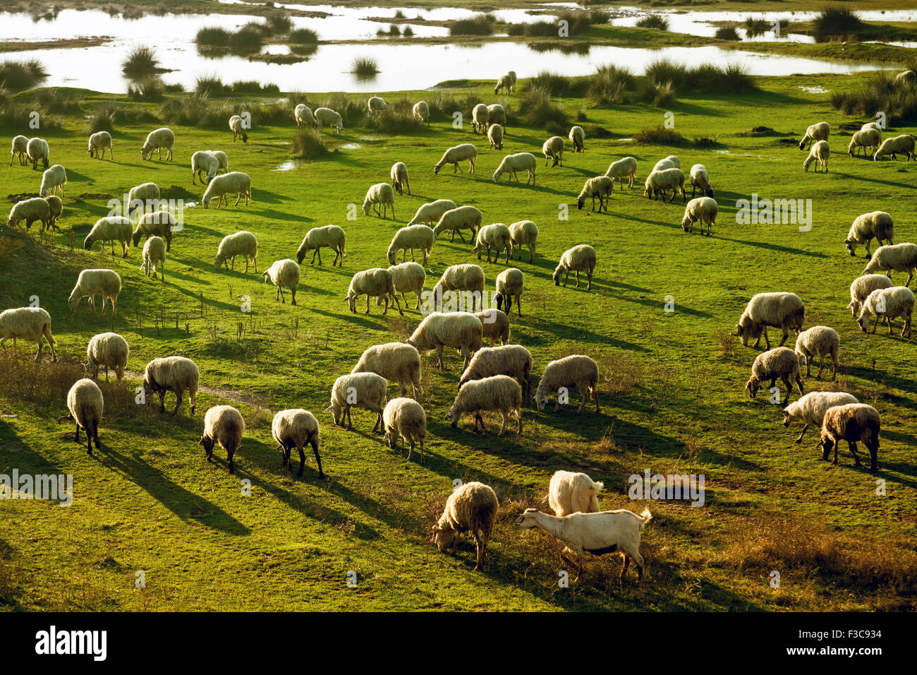 Flock of sheep grazing in Porto Lagos, Greece, Europe Stock Photo - Alamy