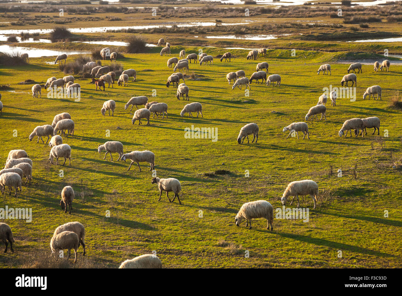 Sheep grazing hi-res stock photography and images - Alamy