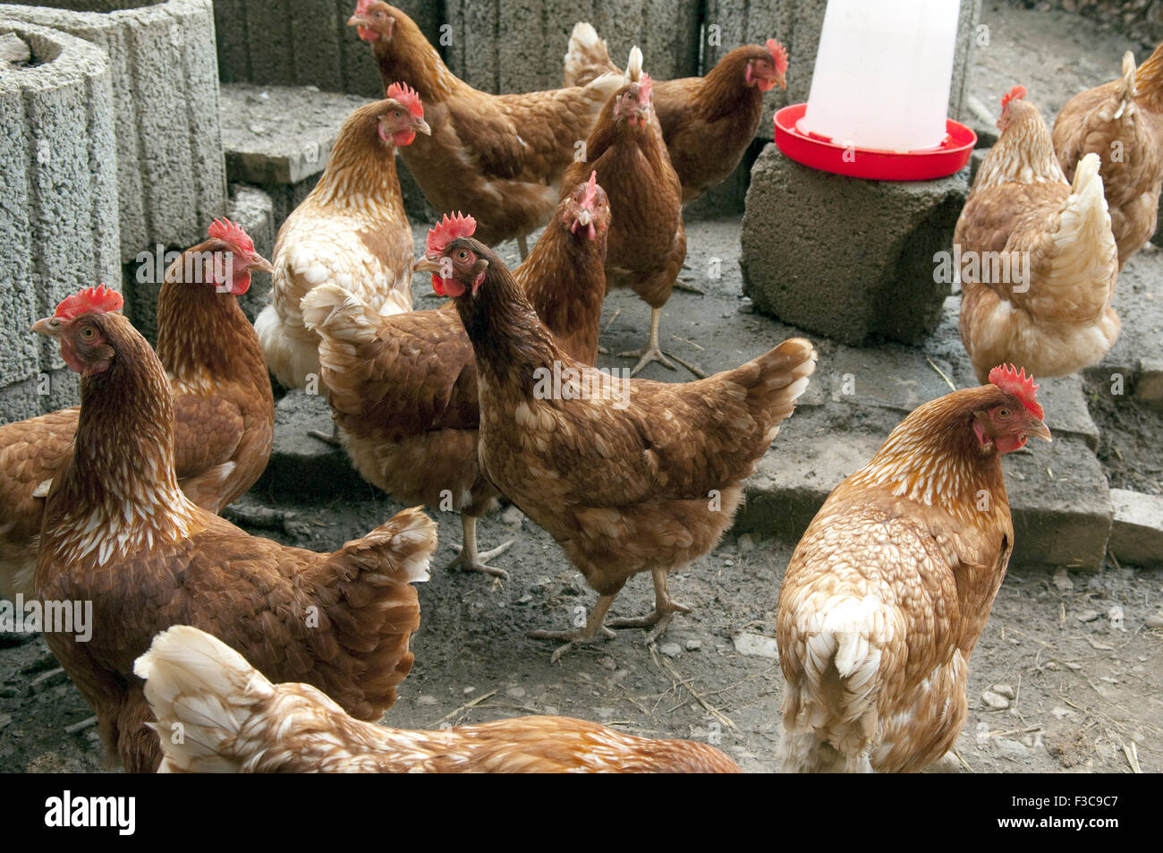 Haushuehner hi-res stock photography and images - Alamy