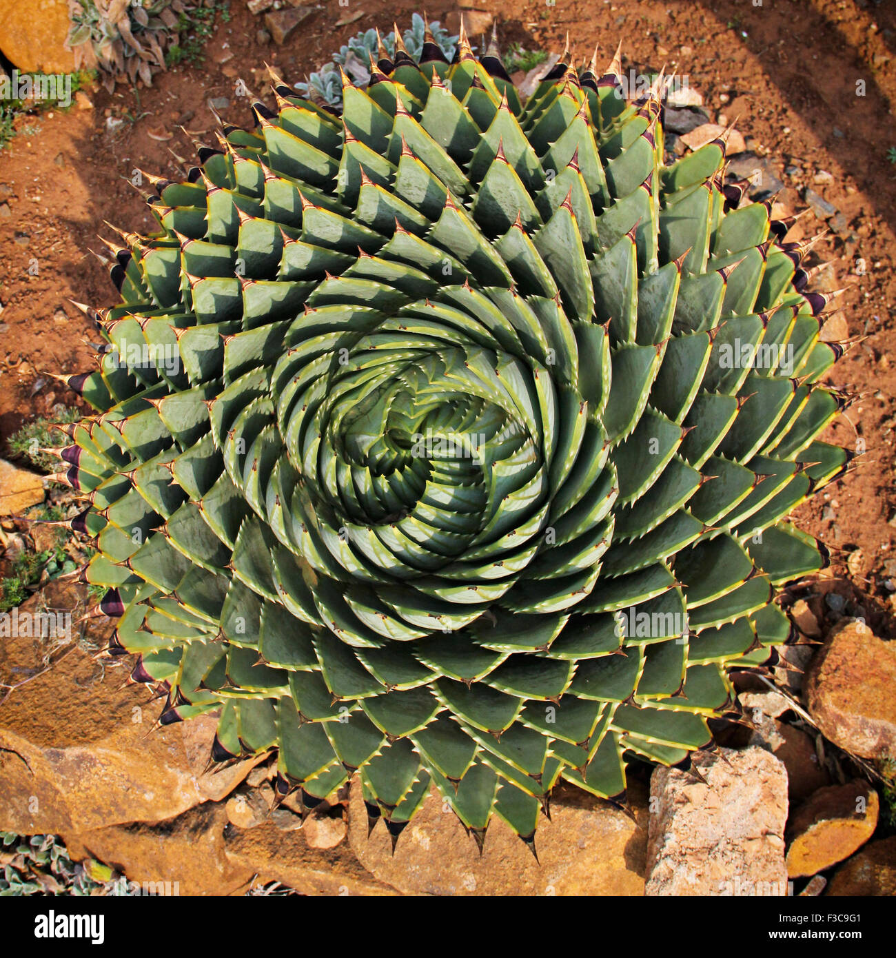 From above cactus hi-res stock photography and images - Alamy