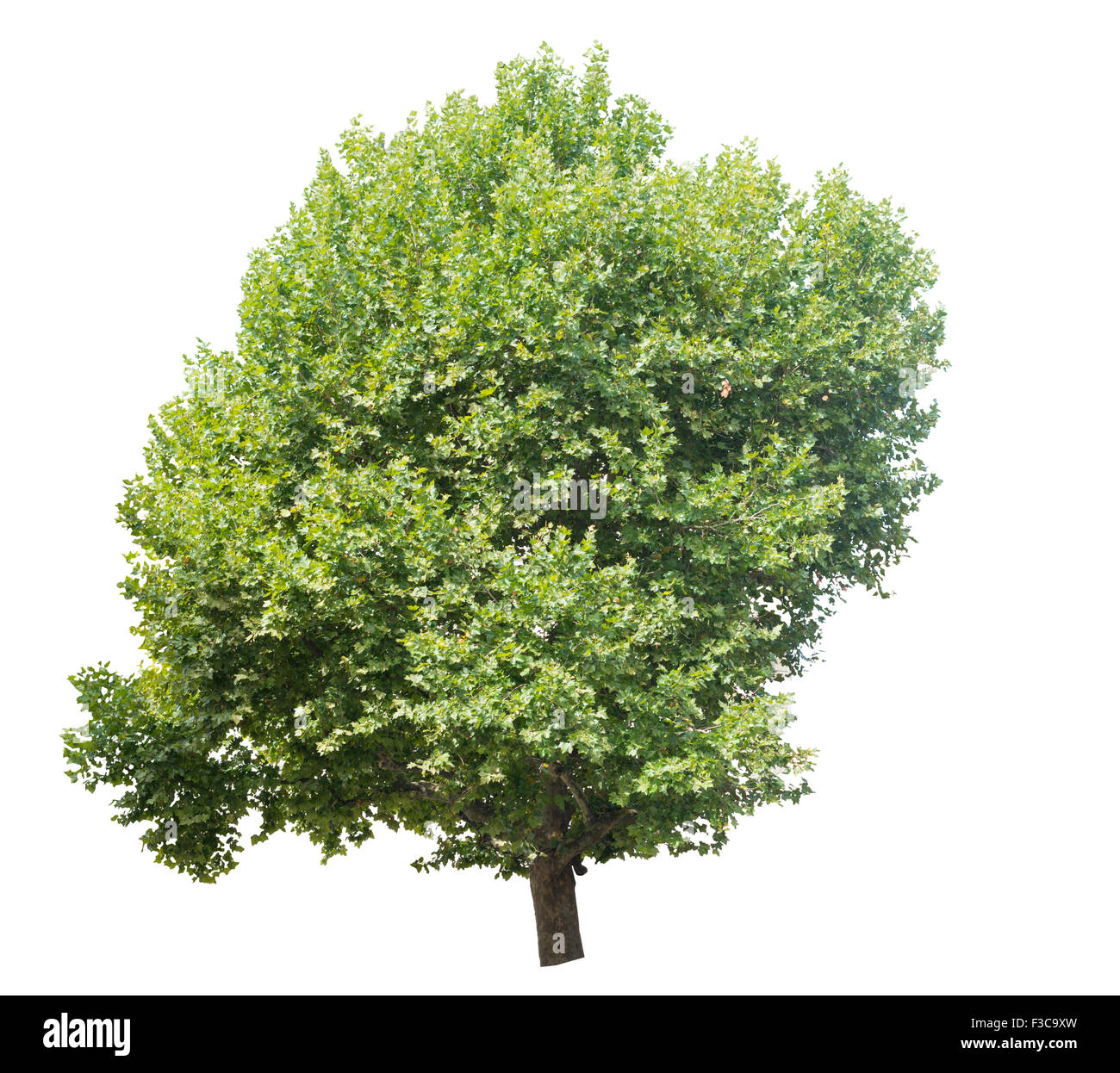 Very tall plant Cut Out Stock Images & Pictures - Alamy