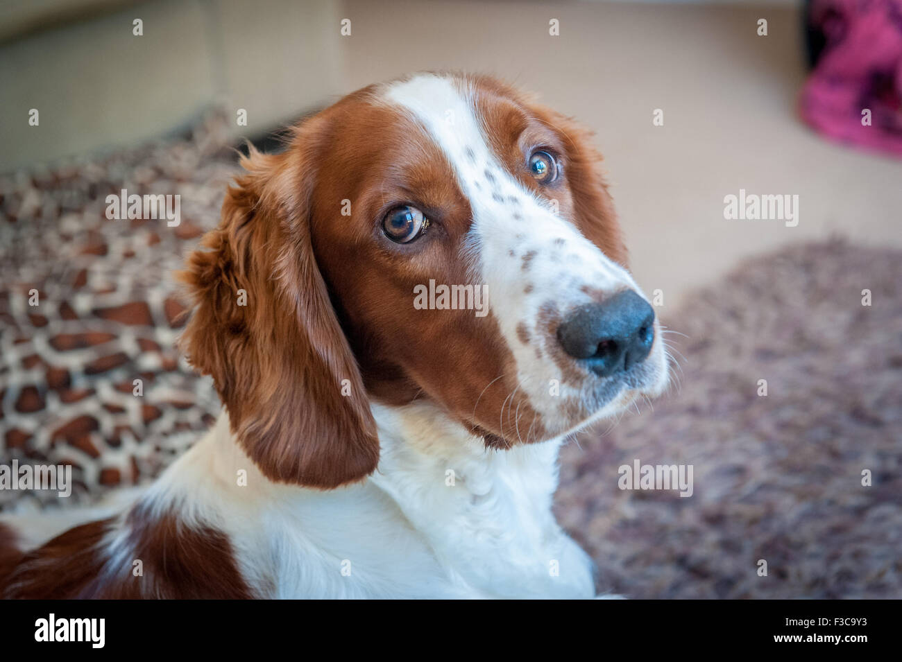 welsh springer spaniel pup Stock Photo - Alamy