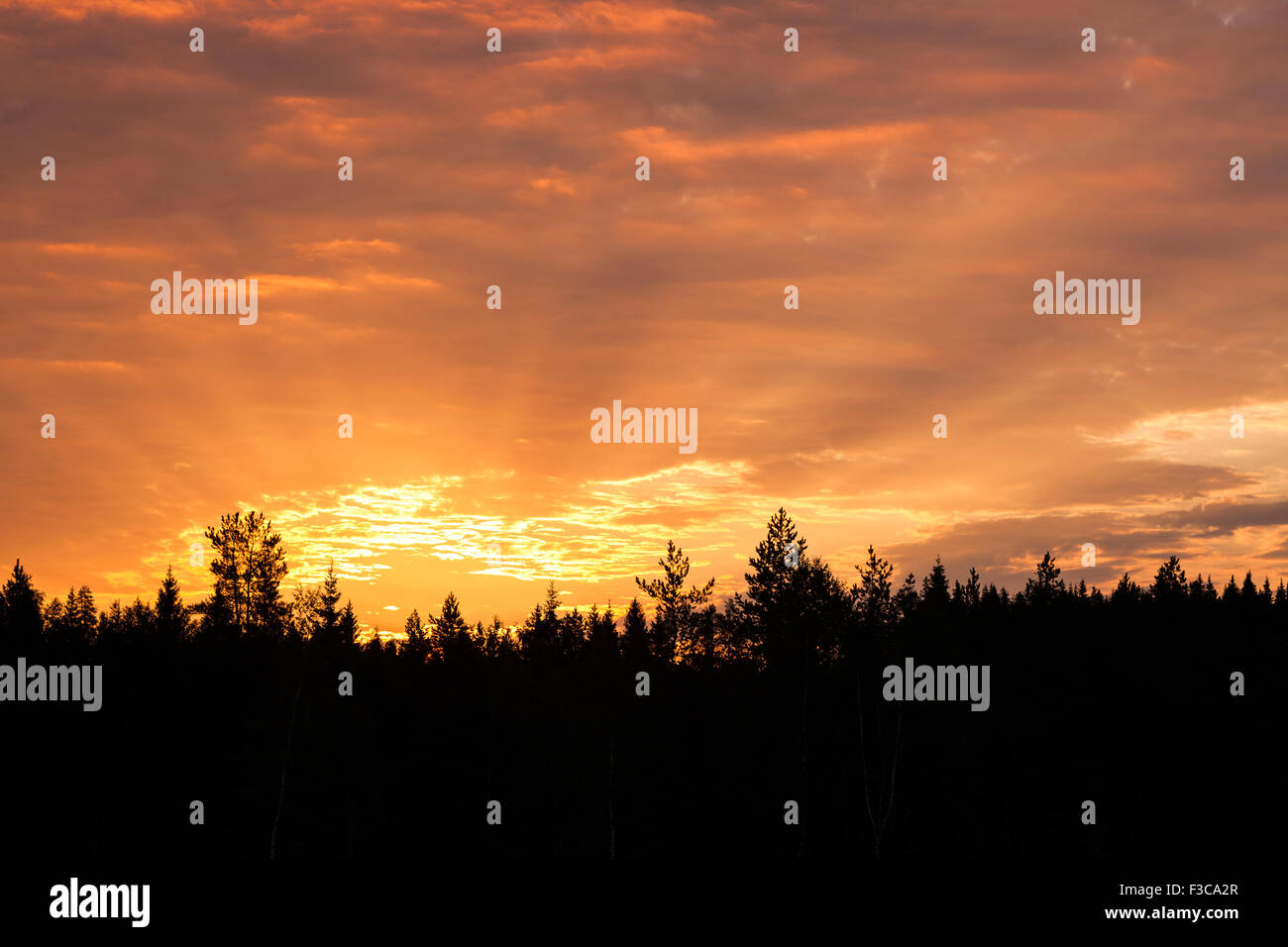 Sunrise forest atmosphere hi-res stock photography and images - Alamy