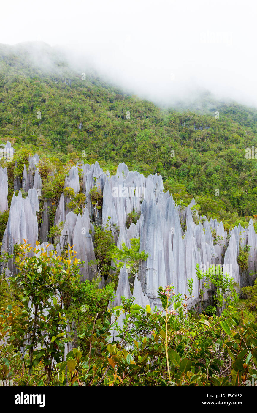 Limestone pinnacles at gunung mulu national park Stock Photo - Alamy