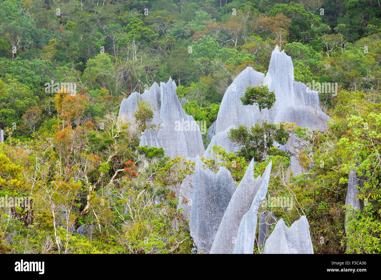 Limestone pinnacles at gunung mulu national park Stock Photo - Alamy