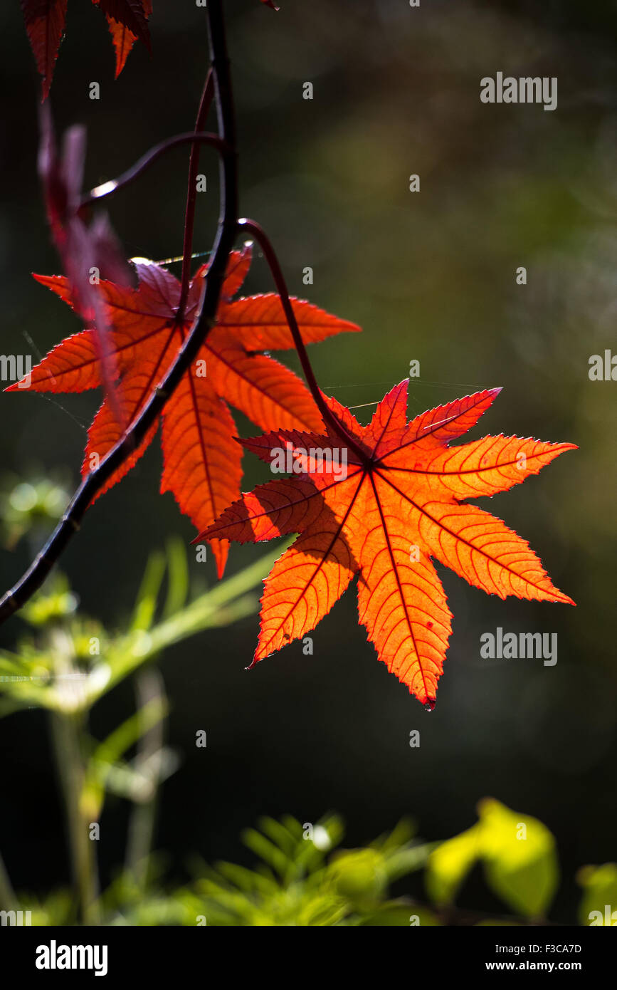 Borde Hill, West Sussex, UK. 4th October, 2015. Sunlight through red ...