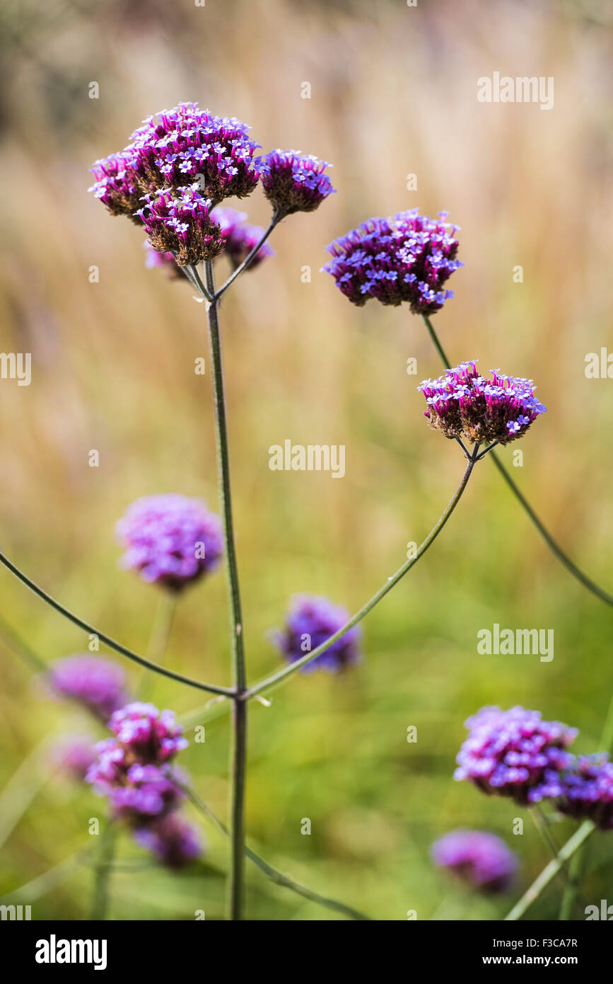 Bonarensis hi-res stock photography and images - Alamy