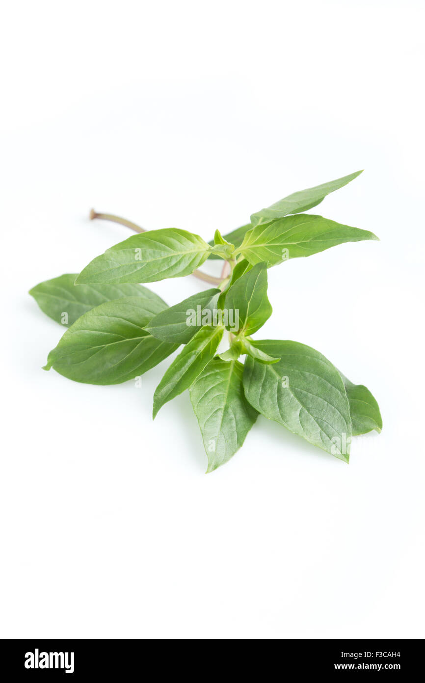basil. thai herb isolated on white background Stock Photo - Alamy