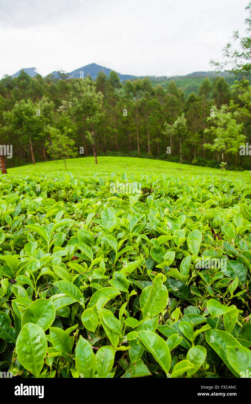 Tea plantations munnar india Stock Photo - Alamy
