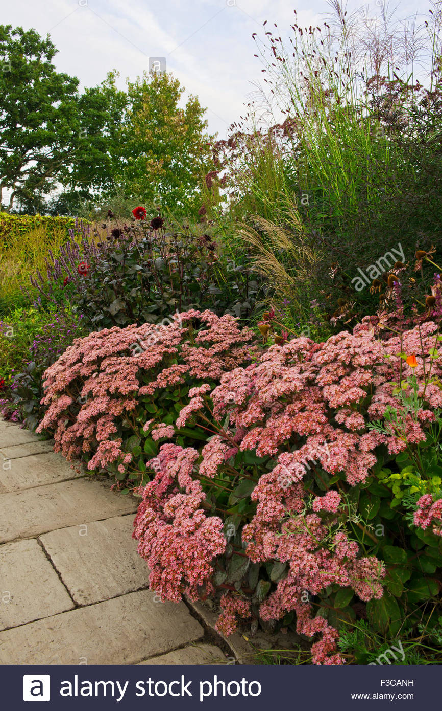 Sedum Matrona Stock Photos & Sedum Matrona Stock Images - Alamy