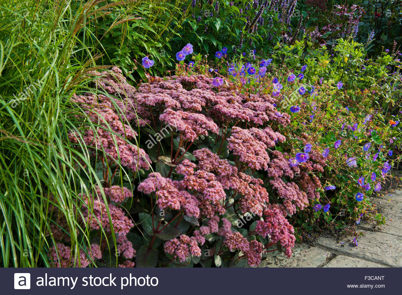 Sedum Matrona Stock Photos & Sedum Matrona Stock Images - Alamy