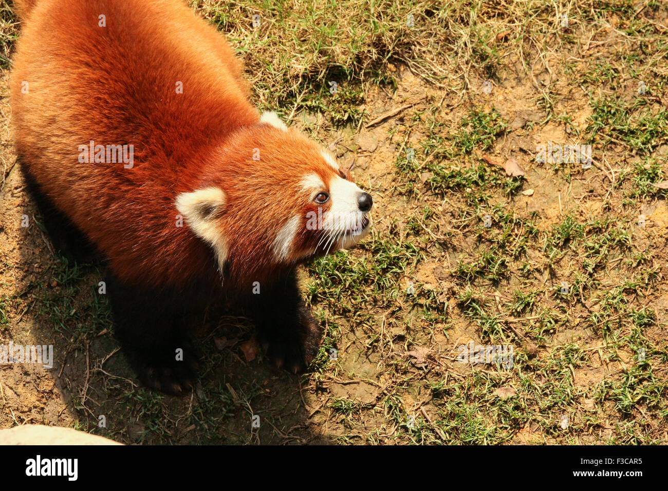 Red panda walking Stock Photo - Alamy