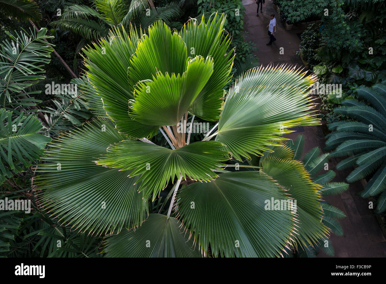 A large exotic tropical palm in the Palm House at Kew Gardens, London ...