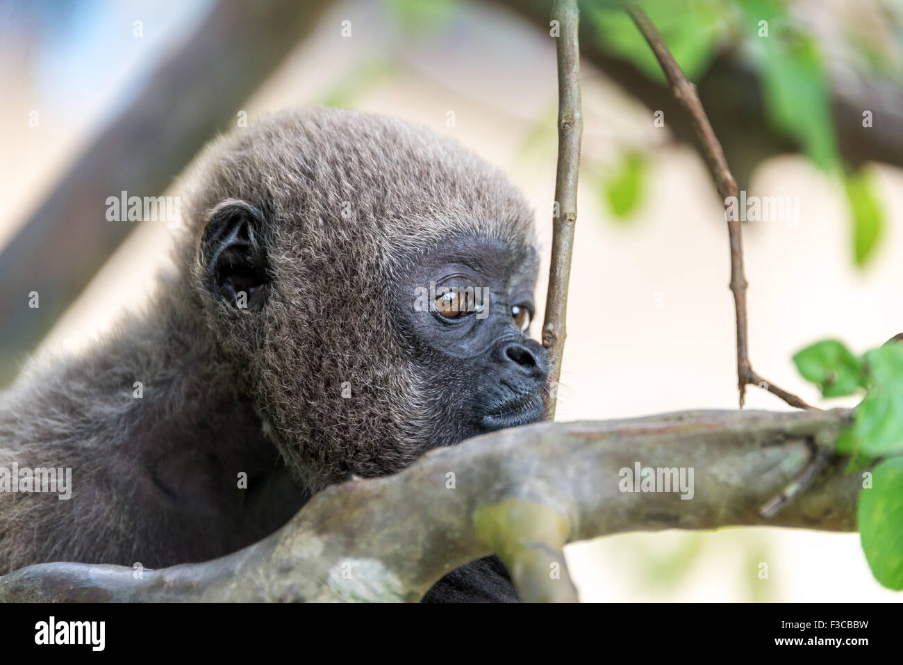 Closeup view of the face of a woolly monkey in the Amazon near Iquitos ...