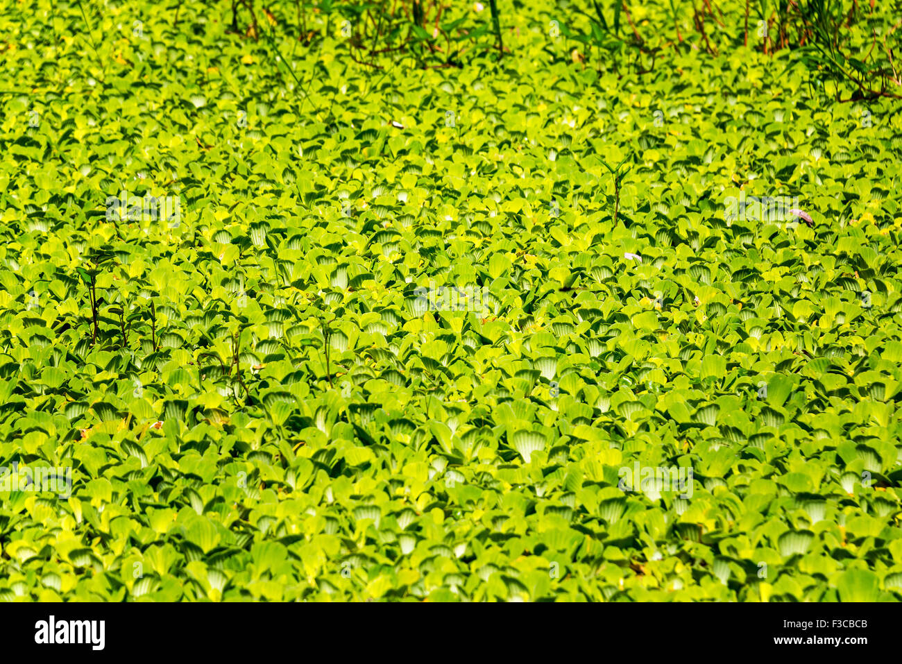Floating plants hi-res stock photography and images - Alamy