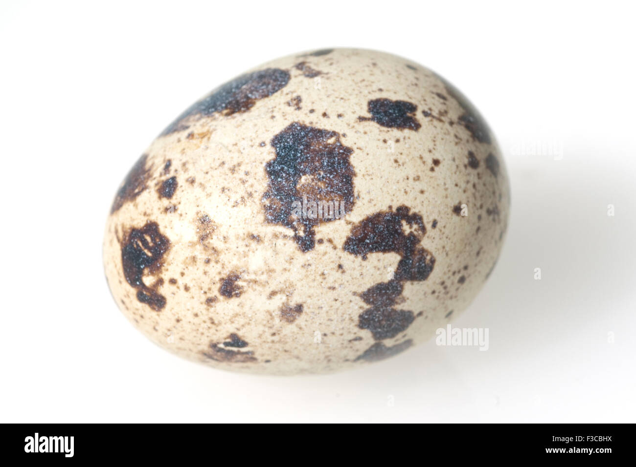 Wachteln hi-res stock photography and images - Alamy