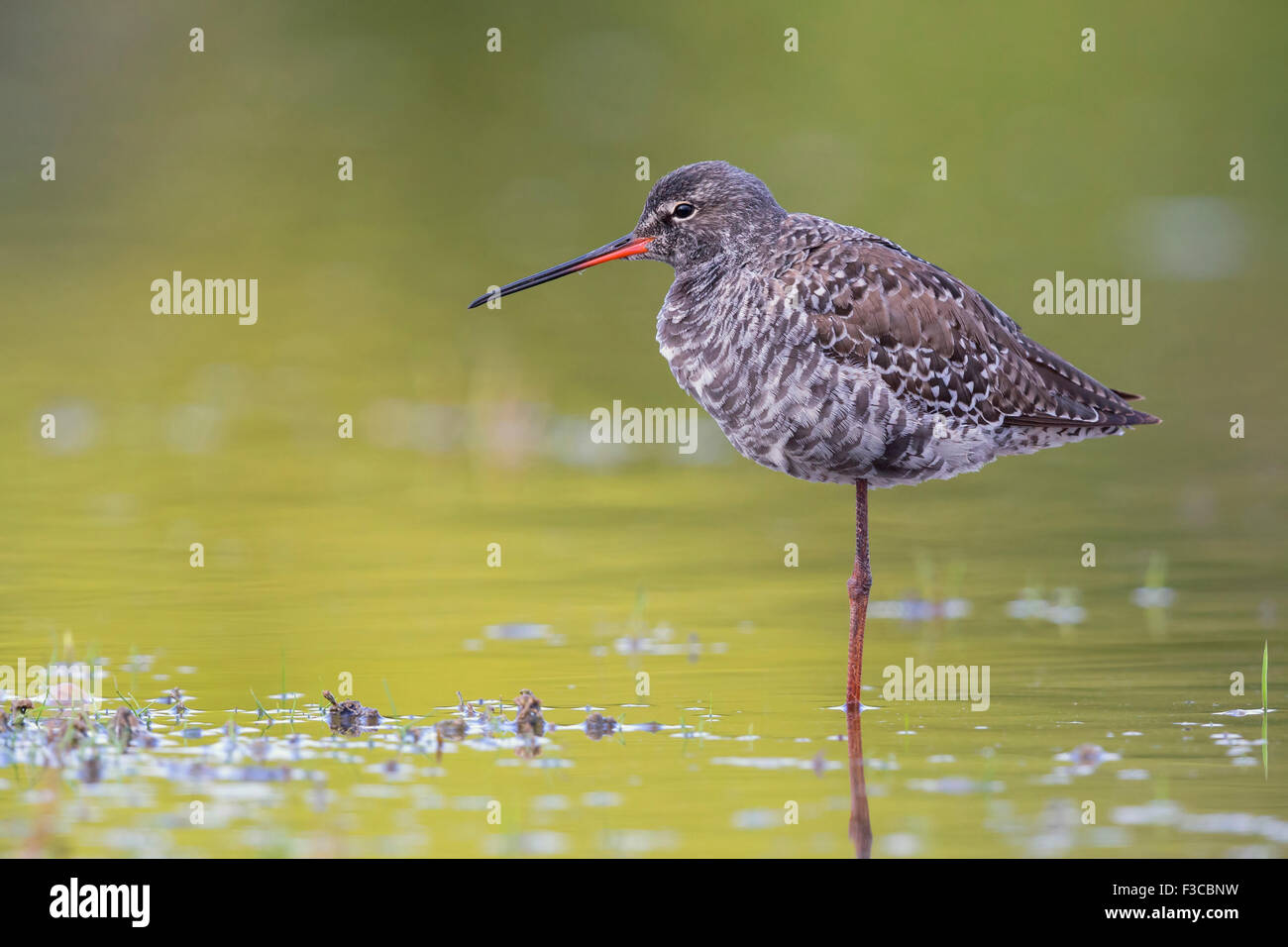 Spotted Redshank, Standing in the water, Campania, Italy (Tringa ...