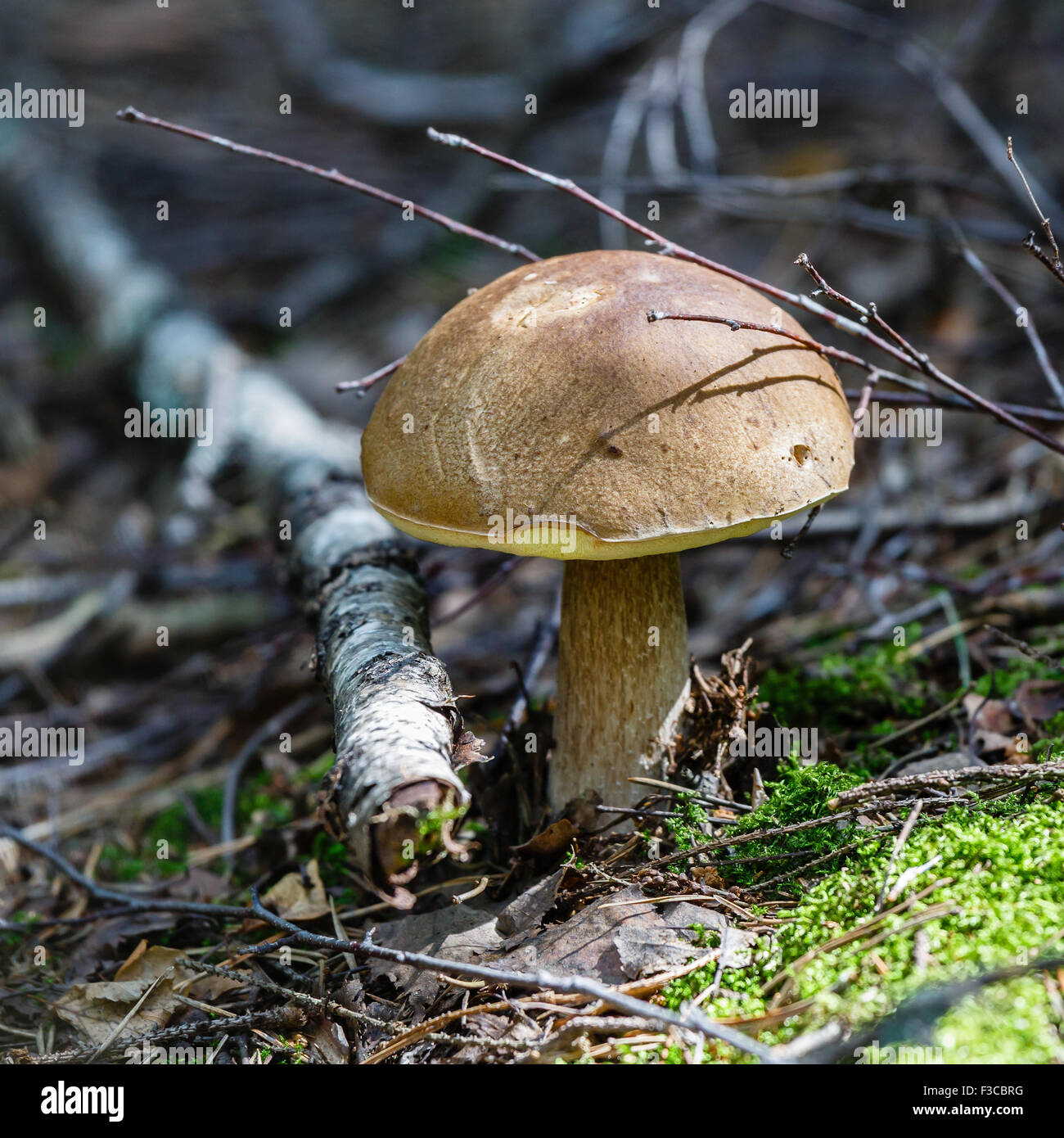 Growth growing stipe cap hi-res stock photography and images - Alamy