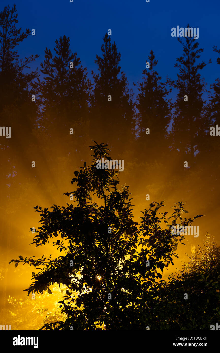 Evening fog after a rain illuminated by a street lamp Stock Photo - Alamy