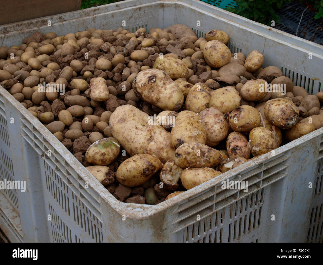 Old rotting potatoes, UK Stock Photo - Alamy
