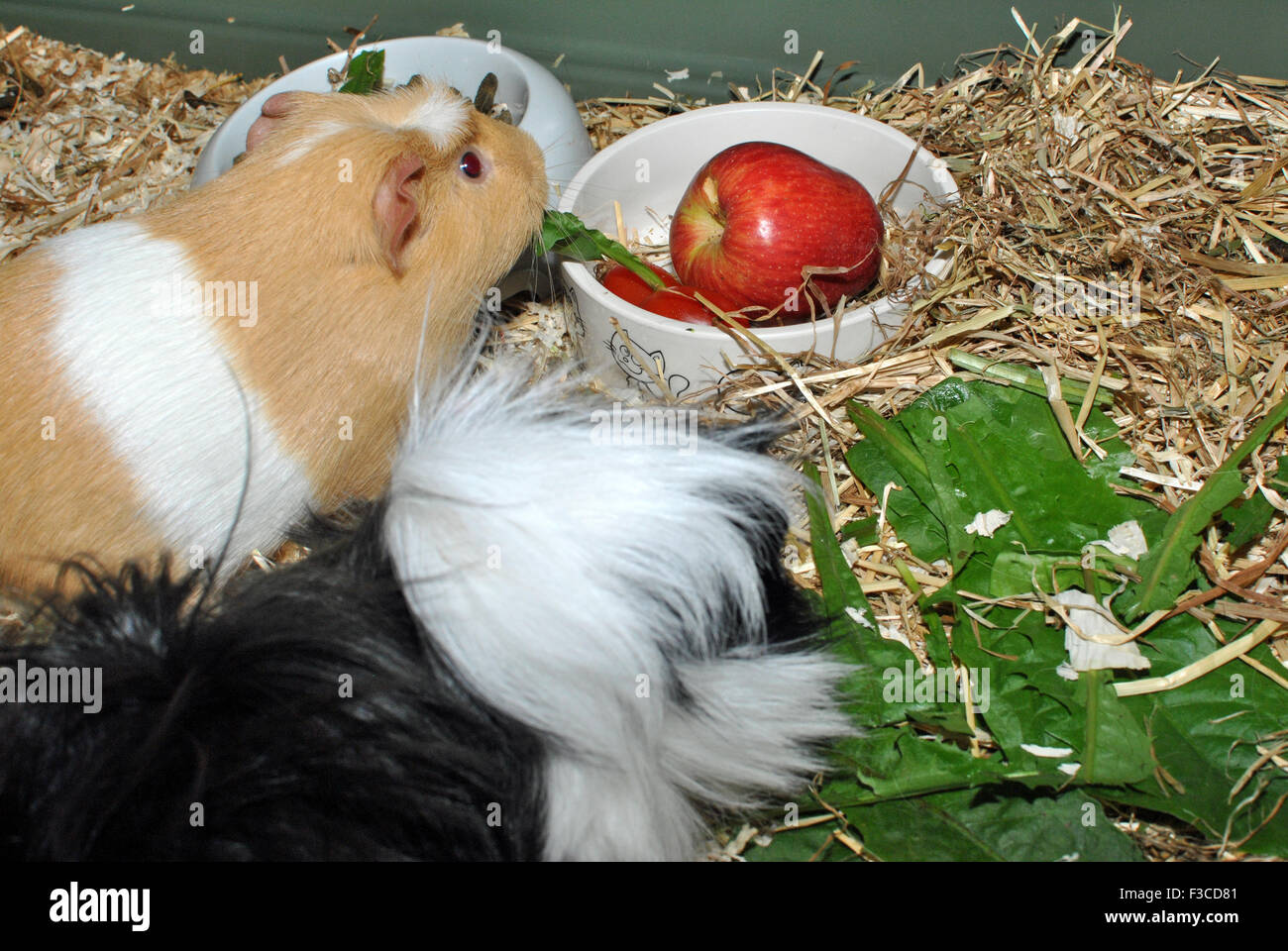 eating guinea pig Stock Photo - Alamy