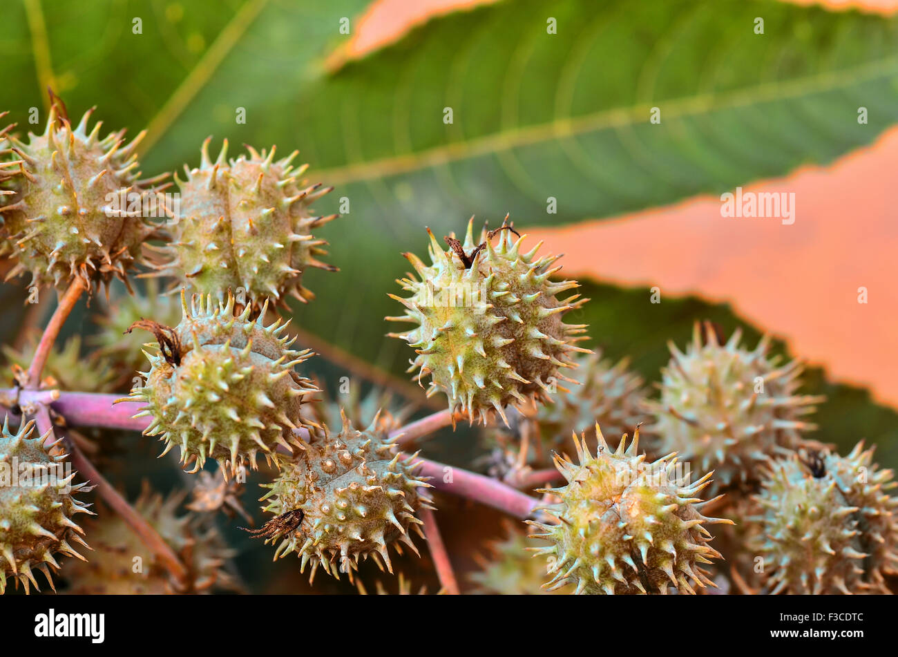 seed pods of castor bean plants in hot light Stock Photo - Alamy