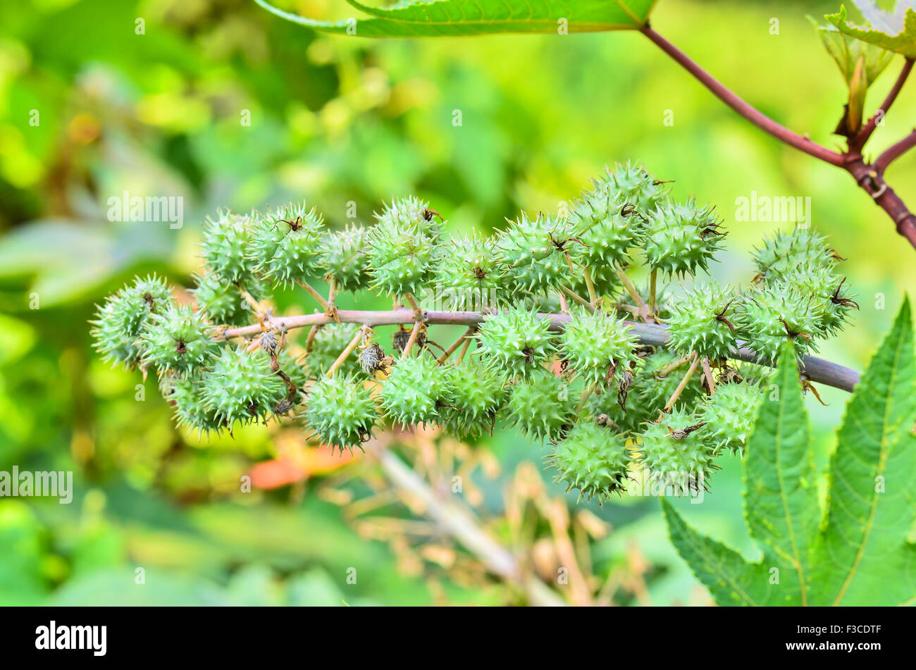 Castor plants hi-res stock photography and images - Alamy