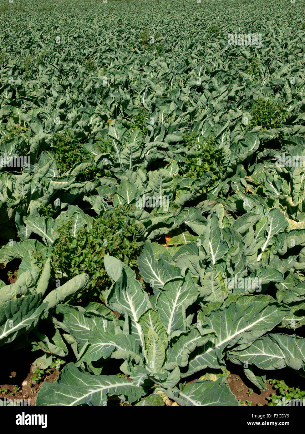 Cabbages field hi-res stock photography and images - Alamy