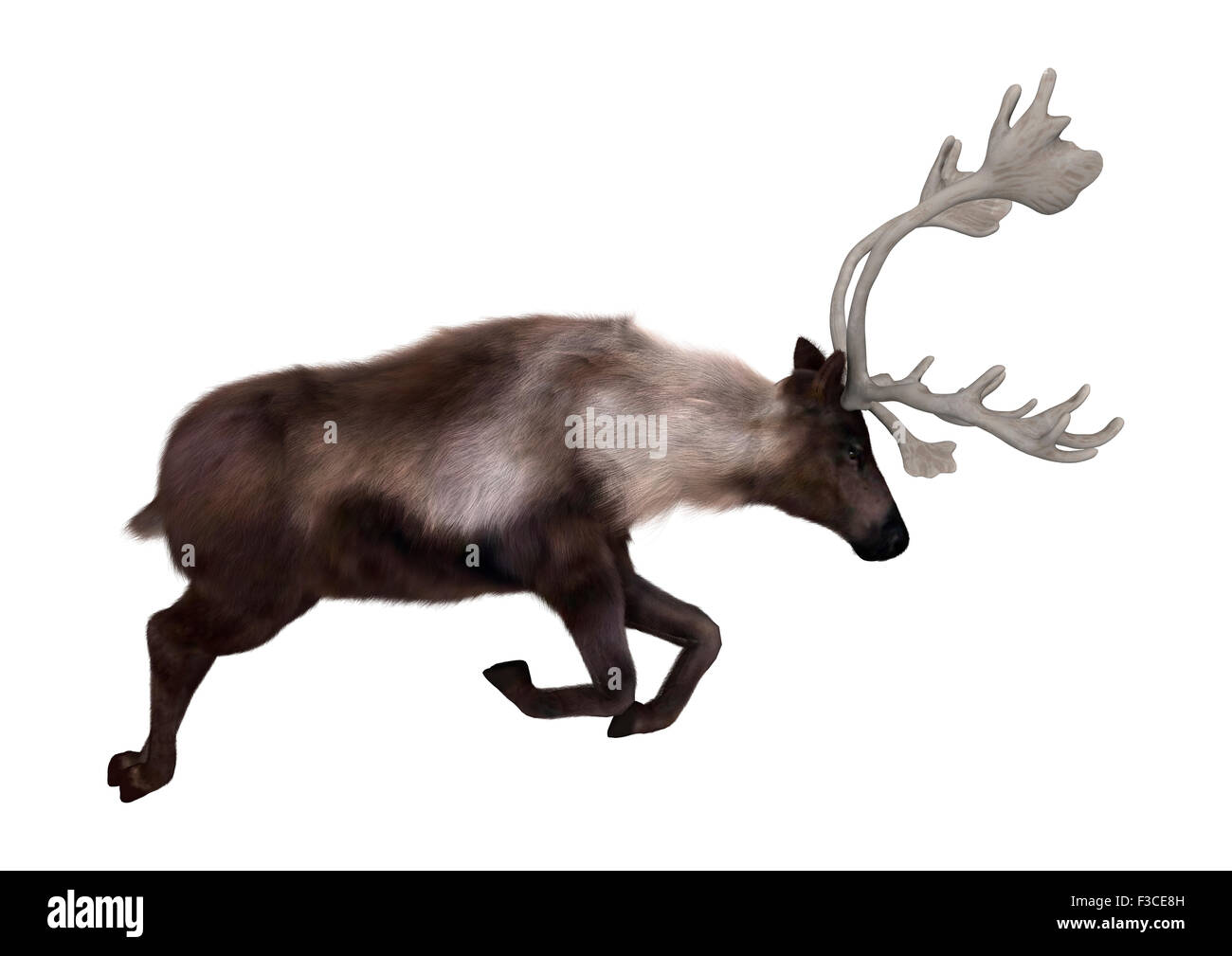 3D digital render of a caribou jumping isolated on white background ...