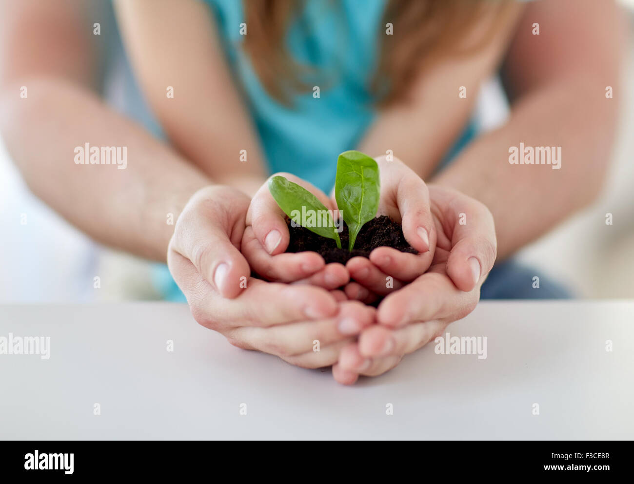 close up of father and girl hands holding sprout Stock Photo - Alamy
