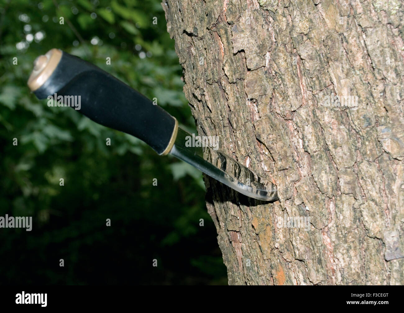 Knife stuck tree trunk hi-res stock photography and images - Alamy