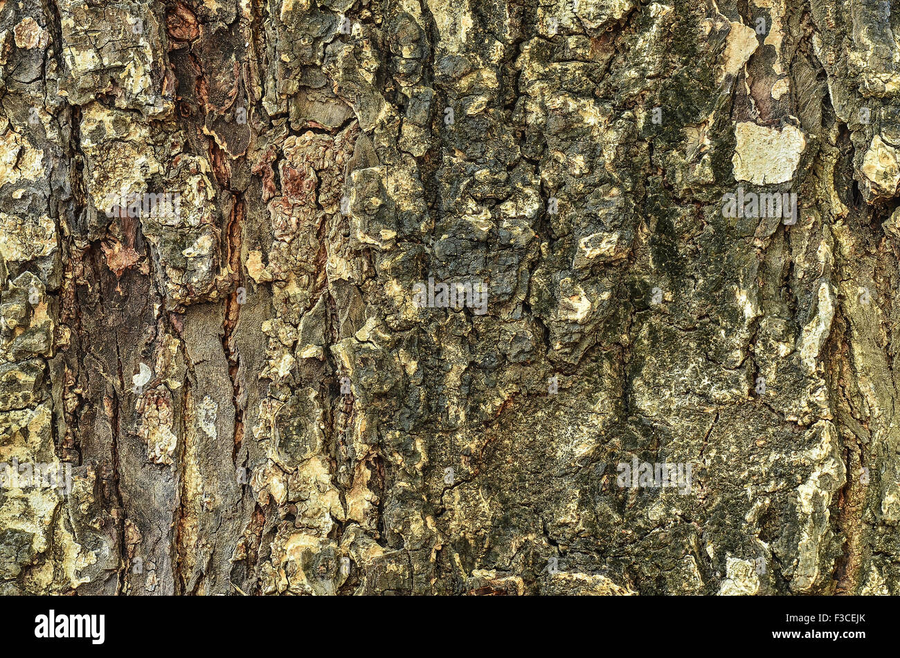 Tree bark texture hi-res stock photography and images - Alamy
