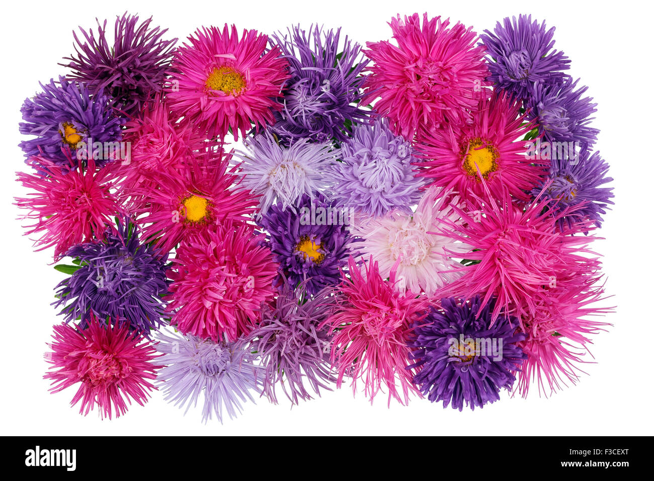 Buttonhole from gentle autumn violet and pink asters flowers. Isolated ...