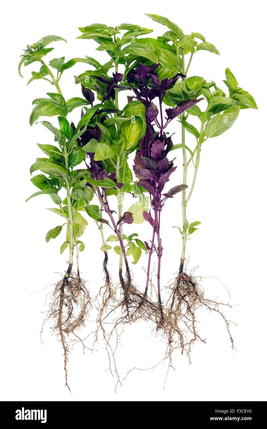 Fresh green real and red autumn basil spice herb with roots. Isolated ...