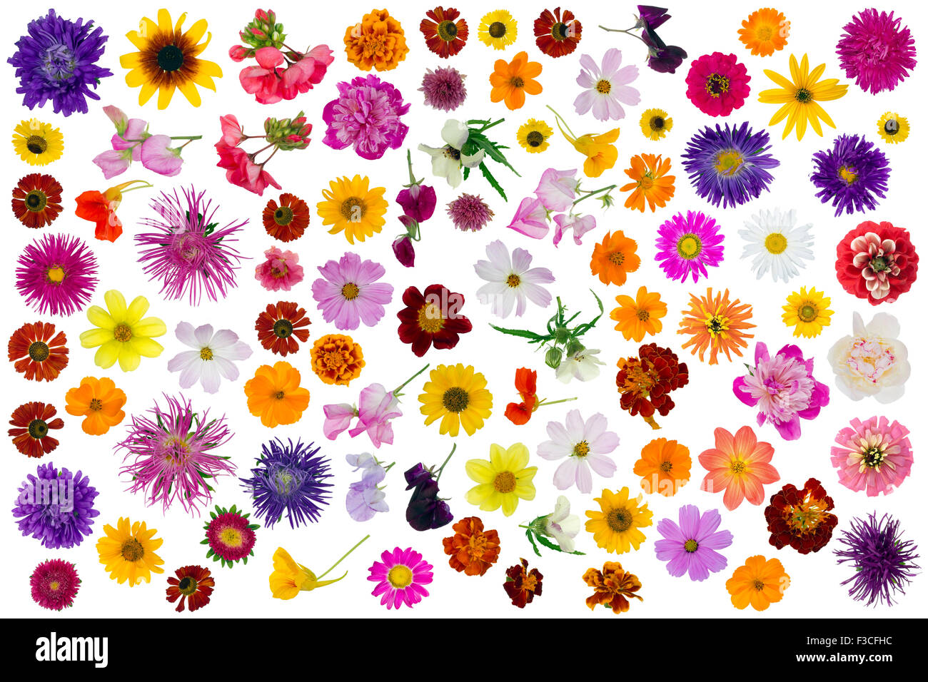 Sunflowers collage hi-res stock photography and images - Alamy