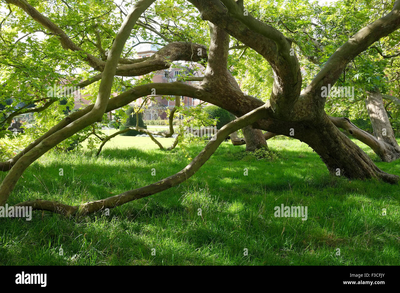 London plane tree hi-res stock photography and images - Alamy