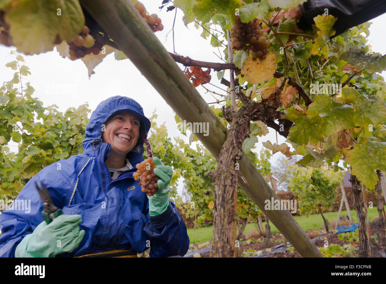Fruit picker woman uk hi-res stock photography and images - Alamy