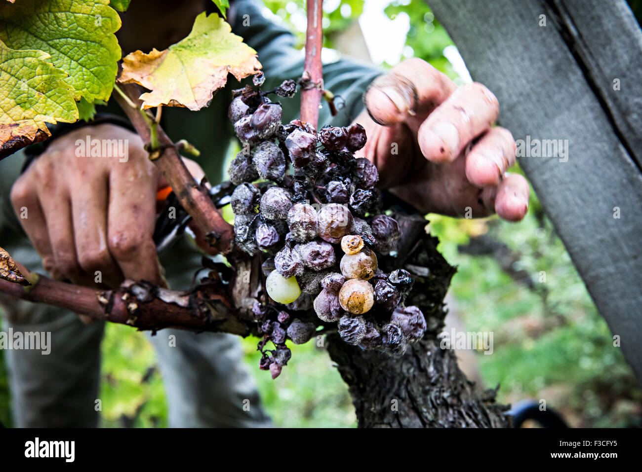 Manual grape harvesting hand hi-res stock photography and images - Alamy