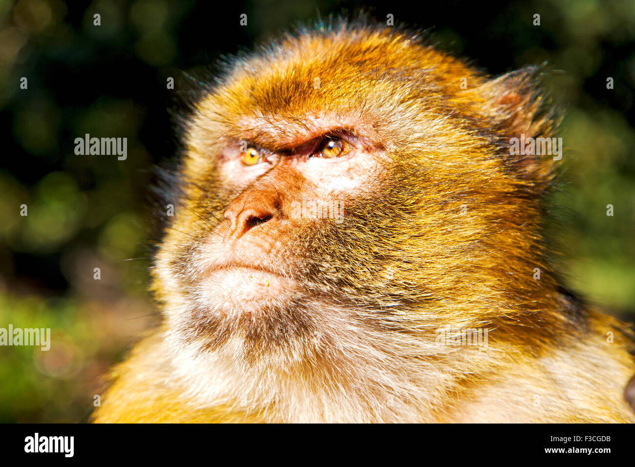 africa in morocco cedar forest the primitive monkey animal wildlife ...