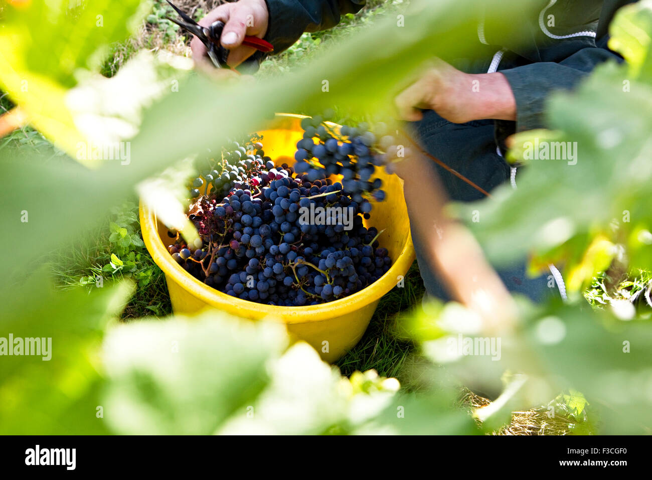 Manual grape harvests hi-res stock photography and images - Alamy