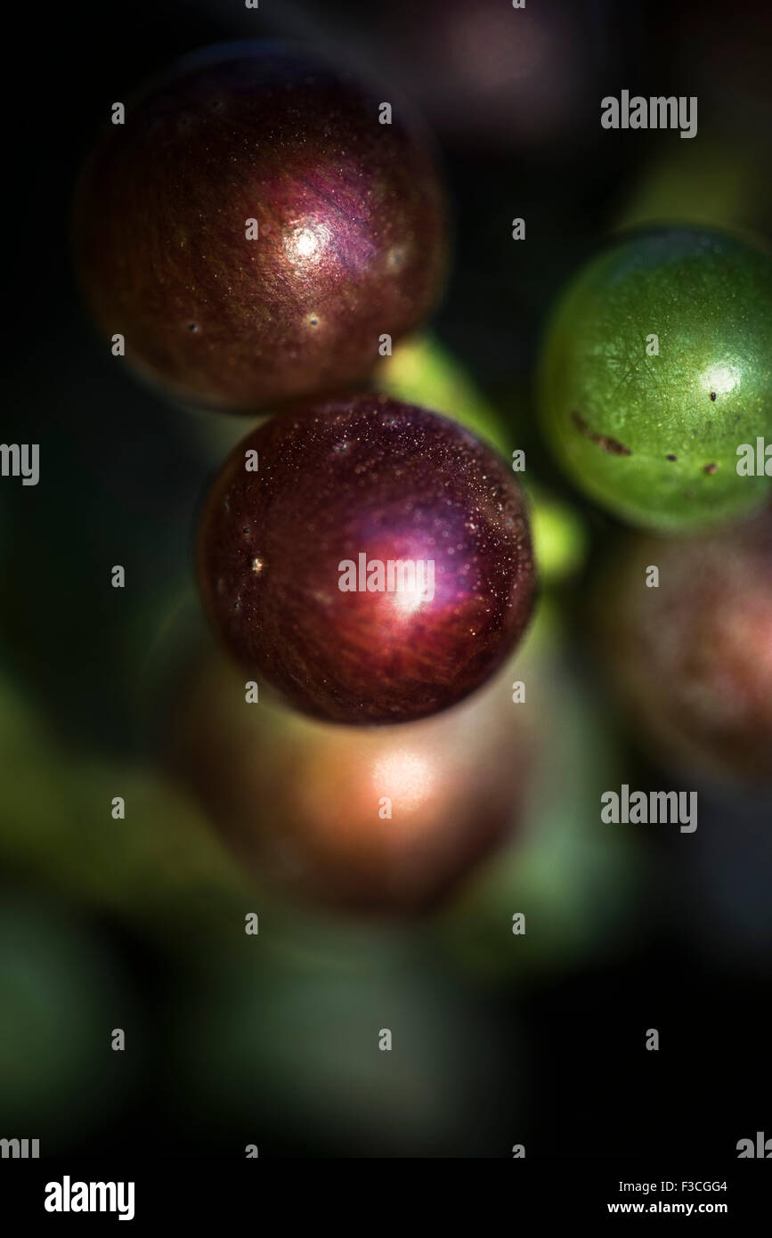 Grapes images hi-res stock photography and images - Alamy
